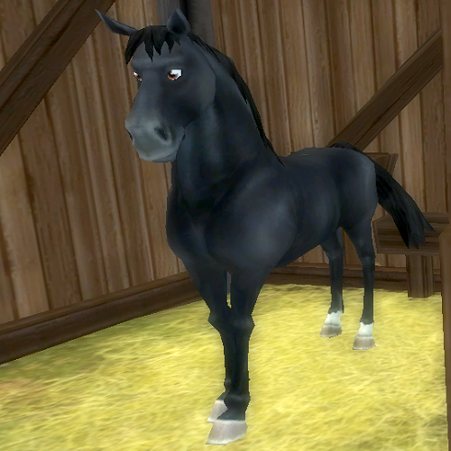 Star Stable Daily : Horse Breeds