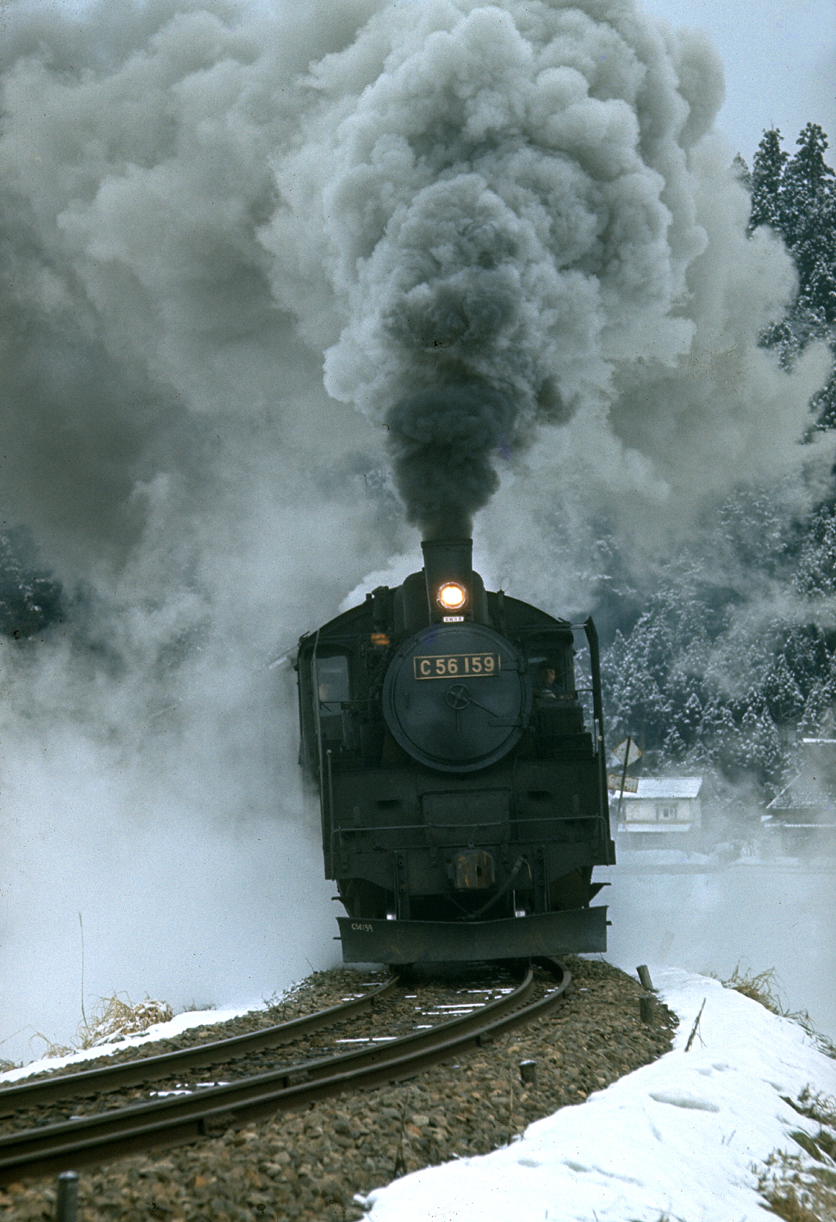 momoのとり撮る日々