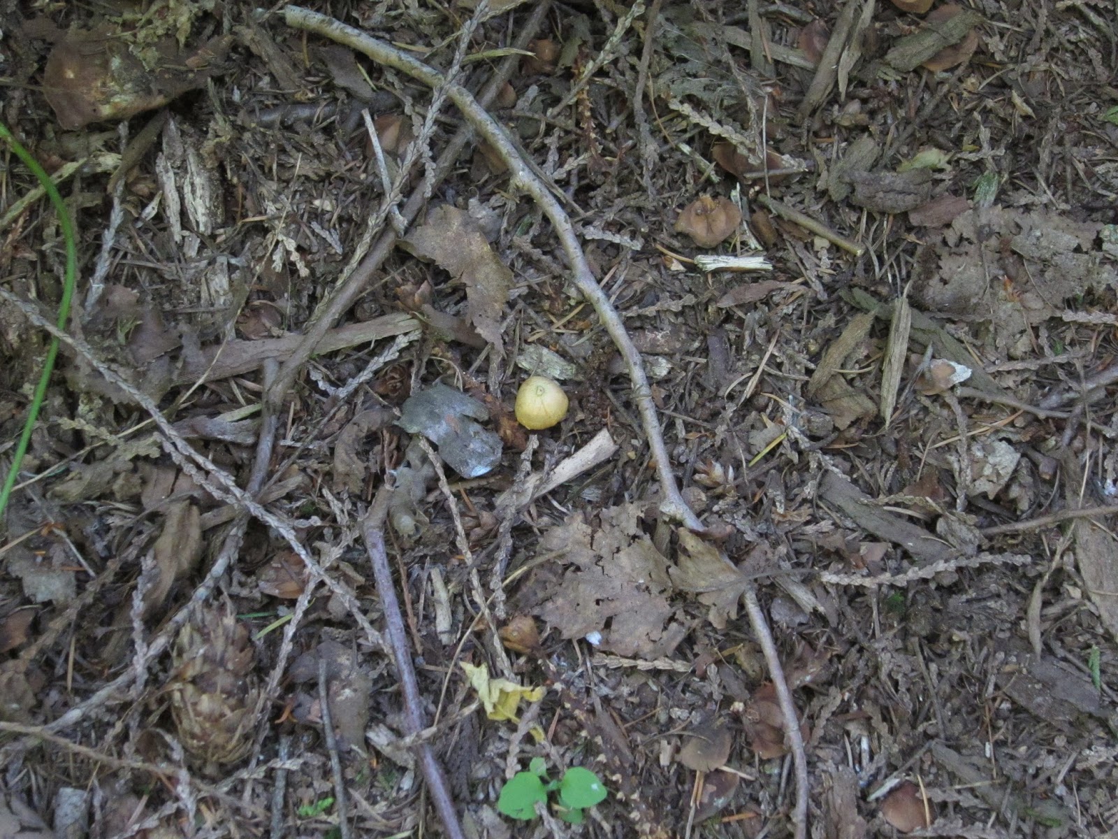 Spike is Best: I'm your hucklebearer