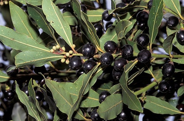 defne ağacı köylüyü zengin ediyor - BULUNTULAR