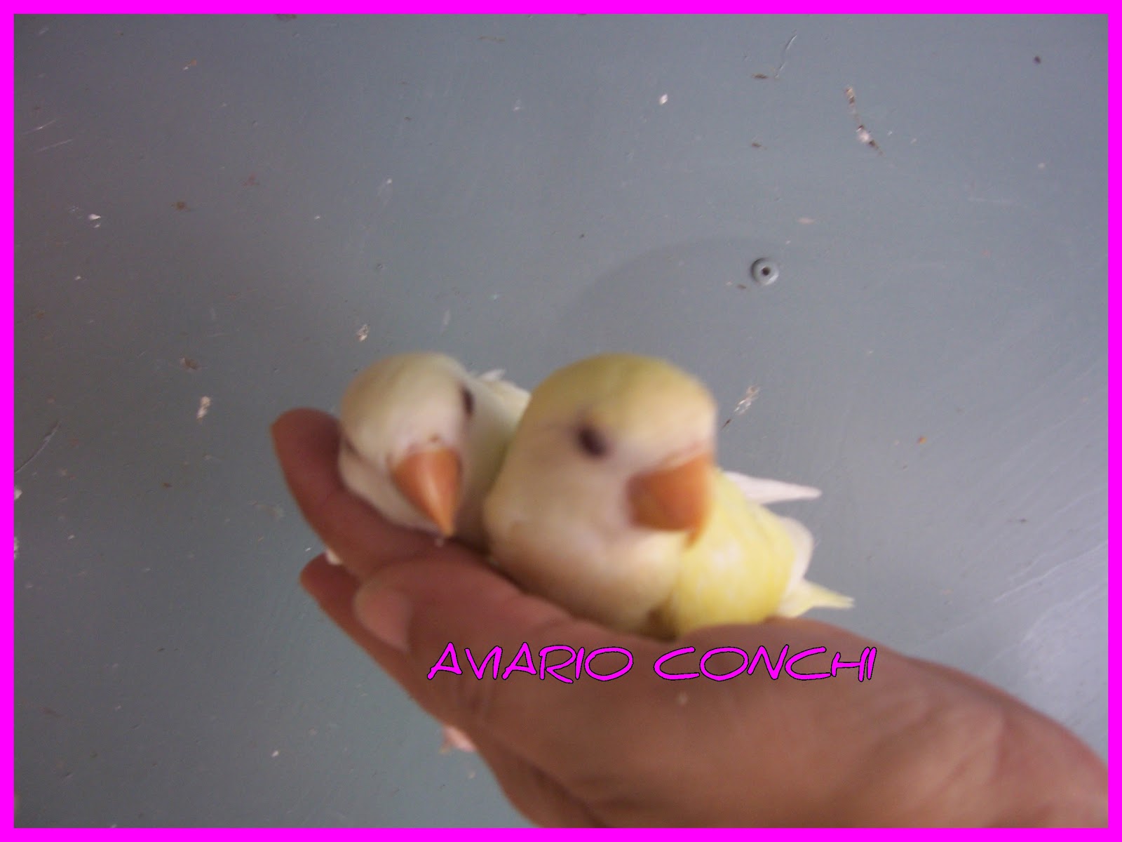 Aviario de conchi: Agapornis papilleros