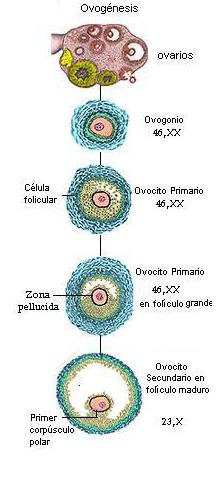 Embriología 1126: Ovogénesis