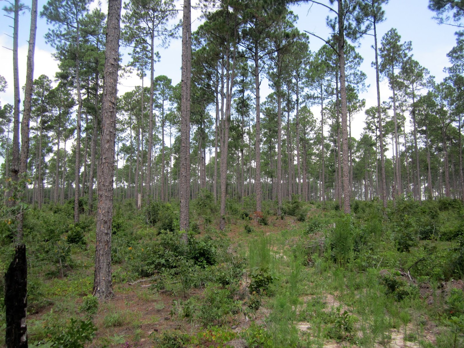Exploring New Places: South Carolina's Longleaf Pine Forest and the ...
