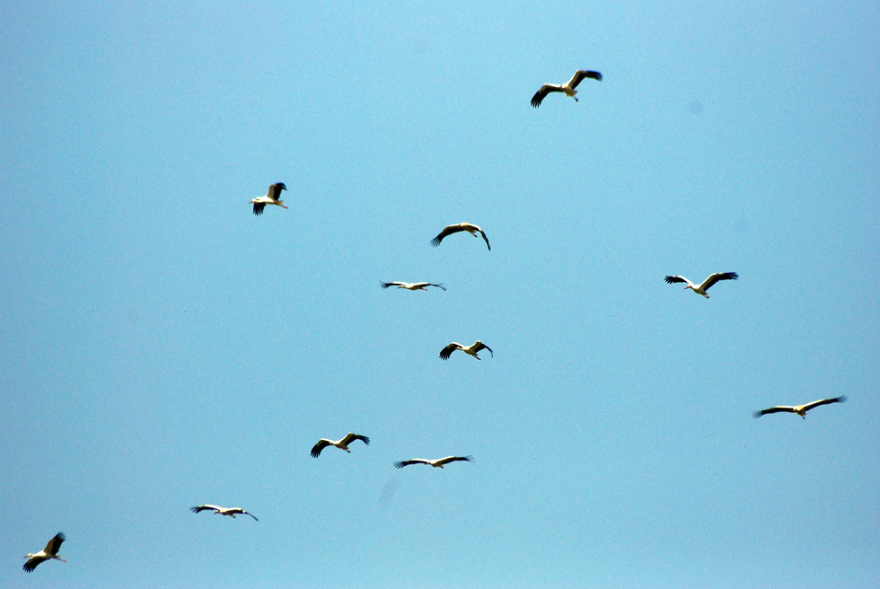 Aves de Marbella: Ya comenzó el espectáculo migratorio.