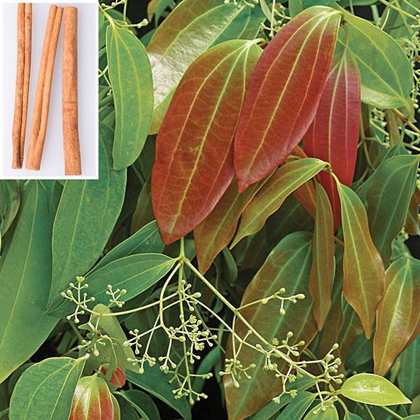 කුරුඳු [Kurundu] (Cinnamomum verum) ~ අපේ ඔසුපැළ Medicinal Plants of ...