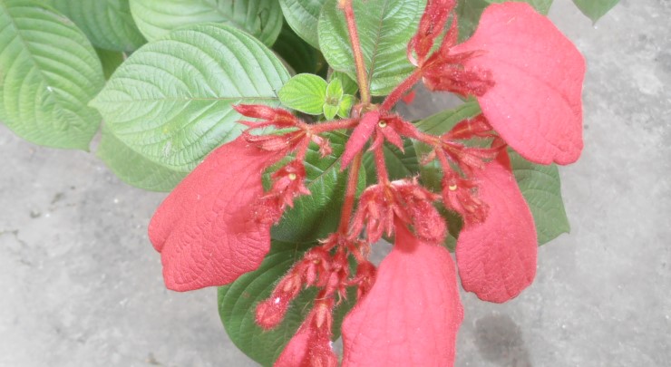 Ashanti blood | Red flag bush - Anipet Plants Gallery