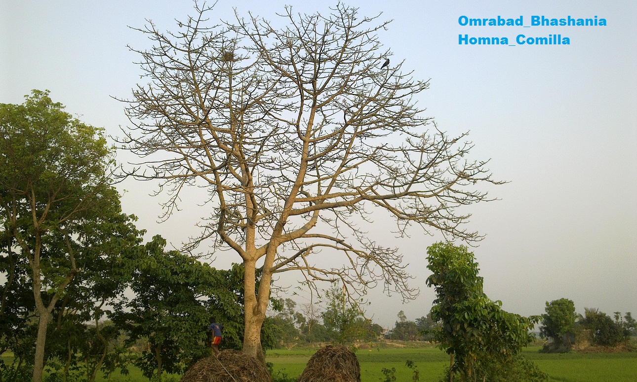 Homna - Comilla: Collection of Pics | Part 1