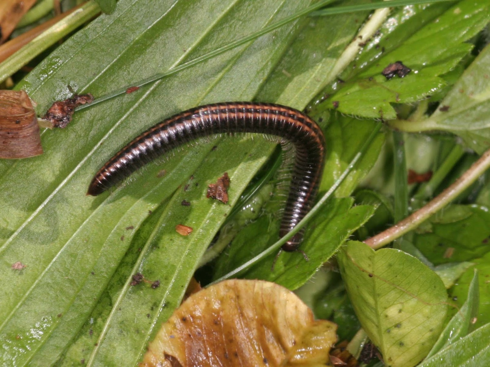 Judy's Dutch Corner: De poten van een duizendpoot