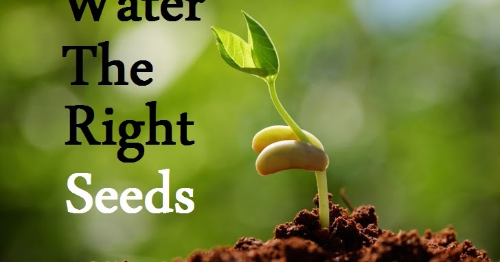 Beauty Without Brain Is Nothing: Water The Right Seeds