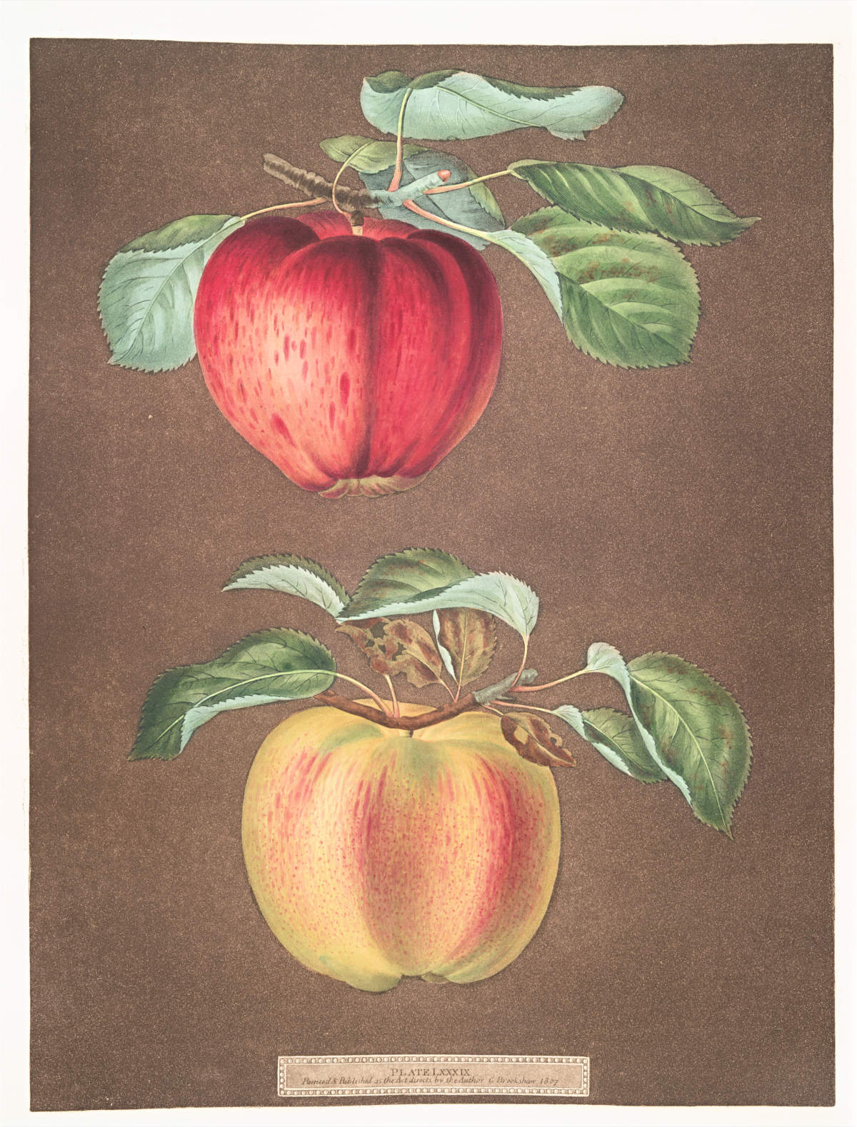 Create with TLC: Printable Vintage Apple Illustrations.....