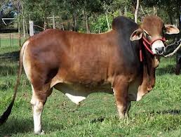 Bull Cow Facts And Pictures | All Wildlife Photographs