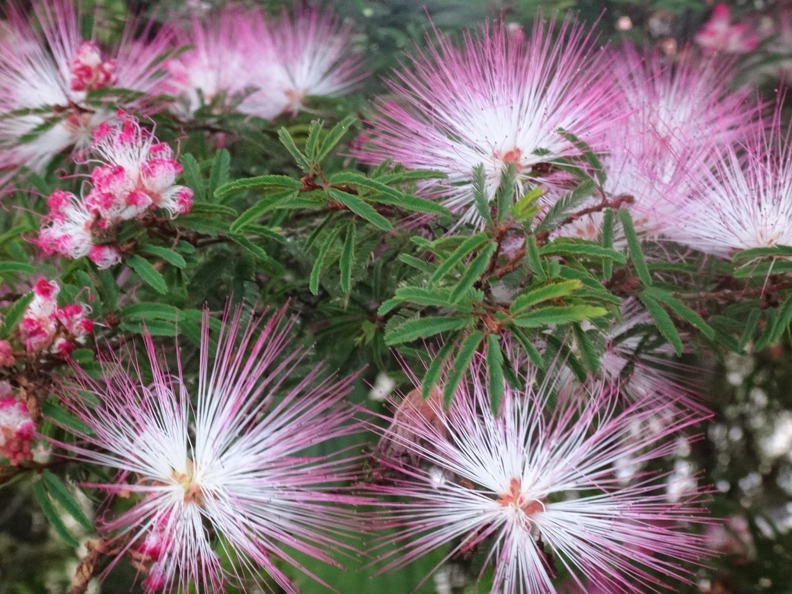 Uma flor por dia: Caliandra-rosa