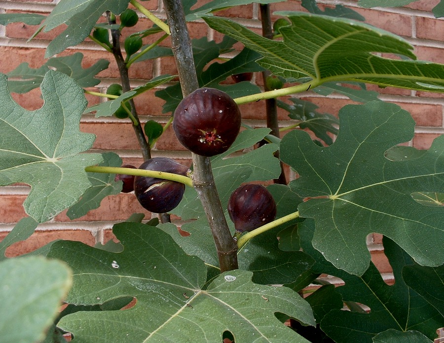 Mid-Atlantic Plant Research Center: 'Hardy Chicago' fig, again...