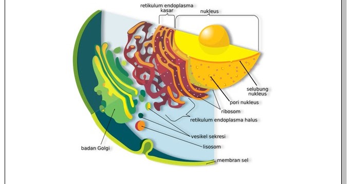 Pengertian Retikulum Endoplasma, Struktur Serta Fungsi Retikulum Endoplasma - Cuntorio