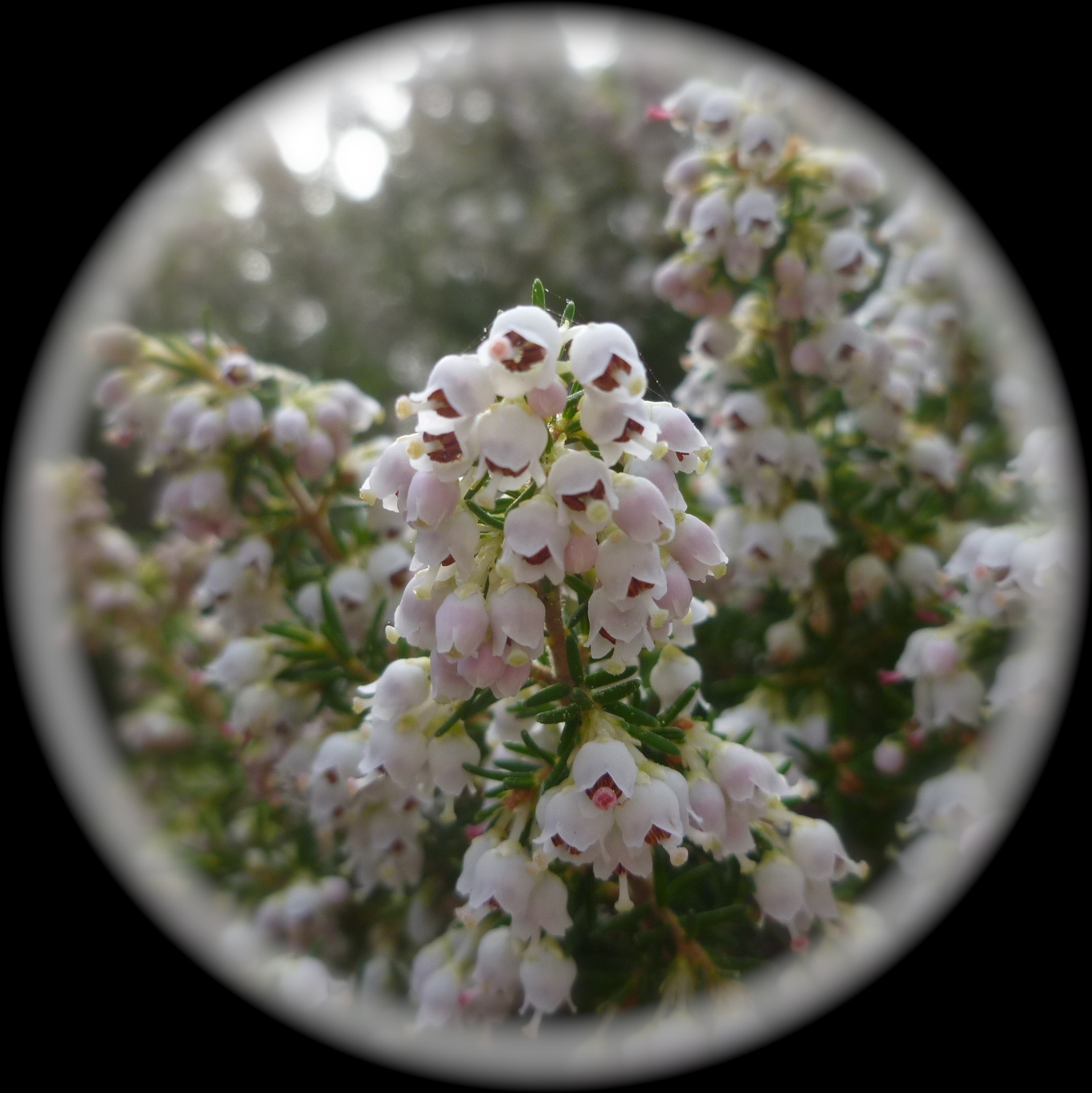 Flowers of San Francisco Botanical Garden: November 2011
