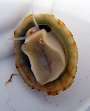 Beetle Boy's BioBlog: Species of the Week: Limpet