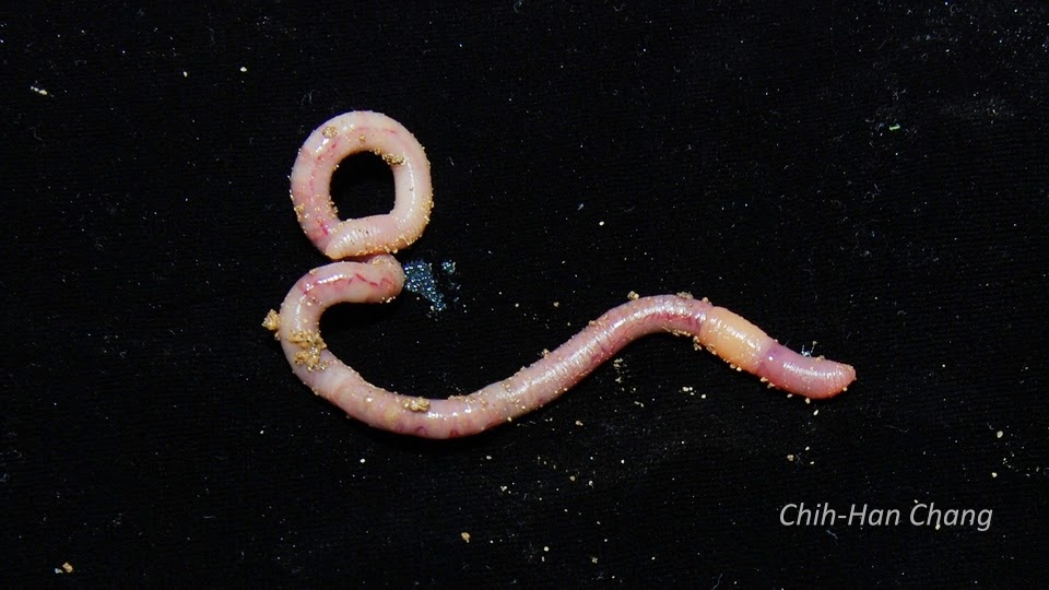 Worms love earth - Earthworms & their soil