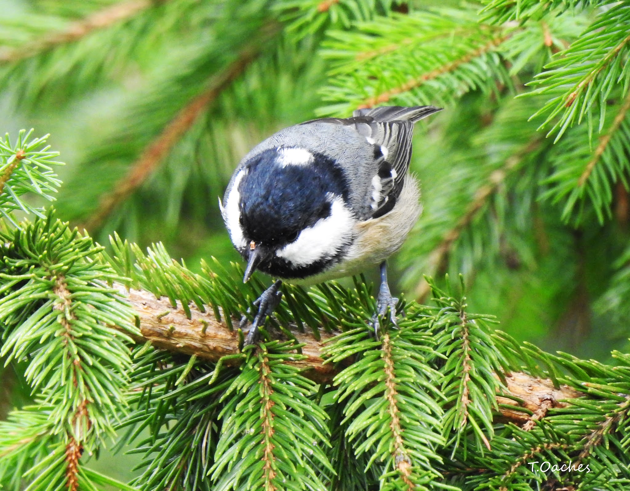 PASARI DIN ROMANIA: PITIGOI DE BRADET, Periparus ater