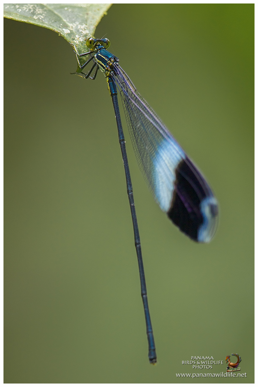 Wildlife photography at Panama's Pipeline Road