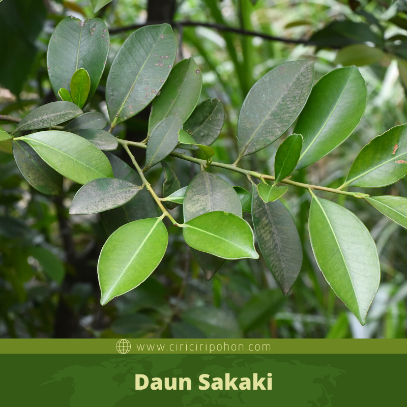 Ciri Ciri Pohon Sakaki (Cleyera japonica) Di Alam Liar - Ciriciripohon.com