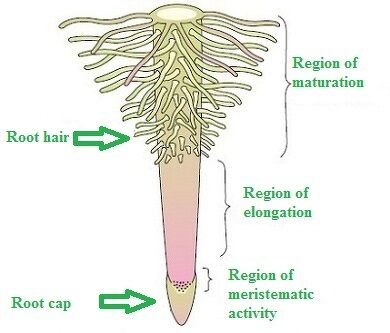 Taxonomy, Plant Anatomy and Morphology Notes