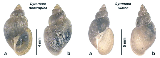 Freshwater Gastropods of North America: Exactly 3ish American Galba