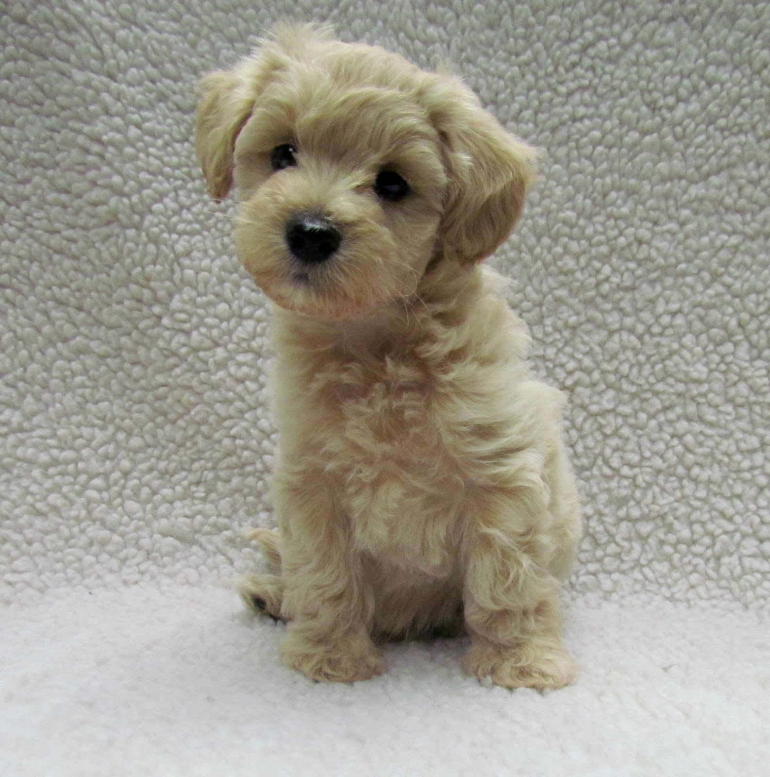 Growing Puppies - Virginia Schnoodle Breeder --Hypoallergenic Dogs ...