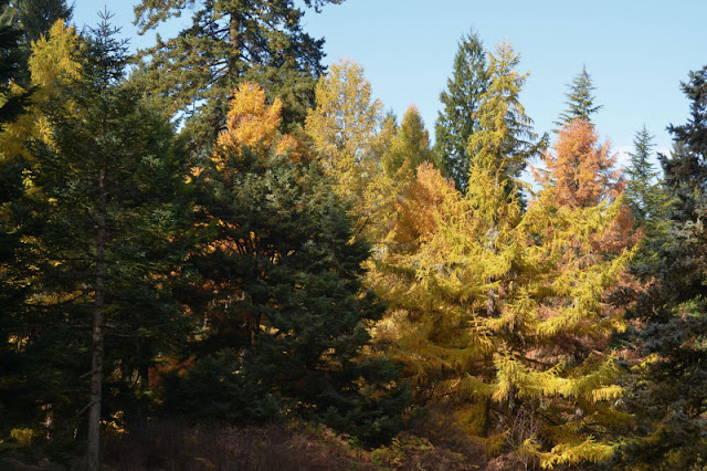 Northwest Conifer Connections: The Larch