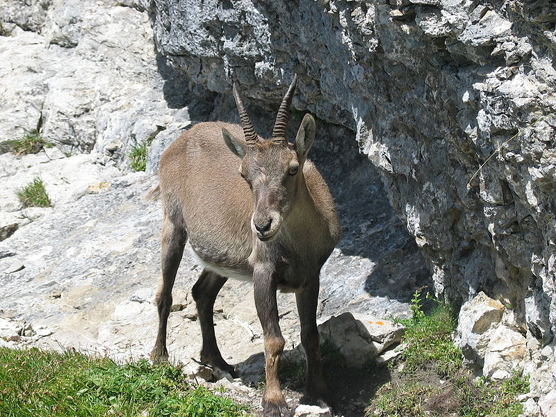 Alpine Ibex | The Biggest Animals Kingdom