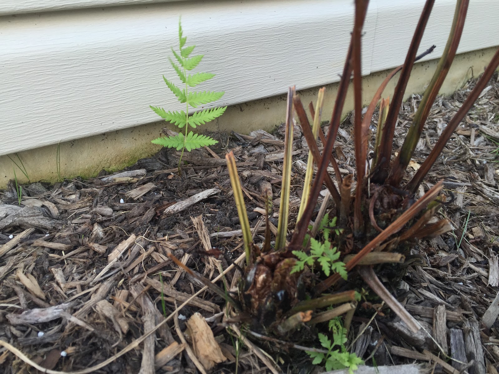 Ostrich Fern Reverting to Baby Mode [Backyard Neophyte Landscaping Blog]