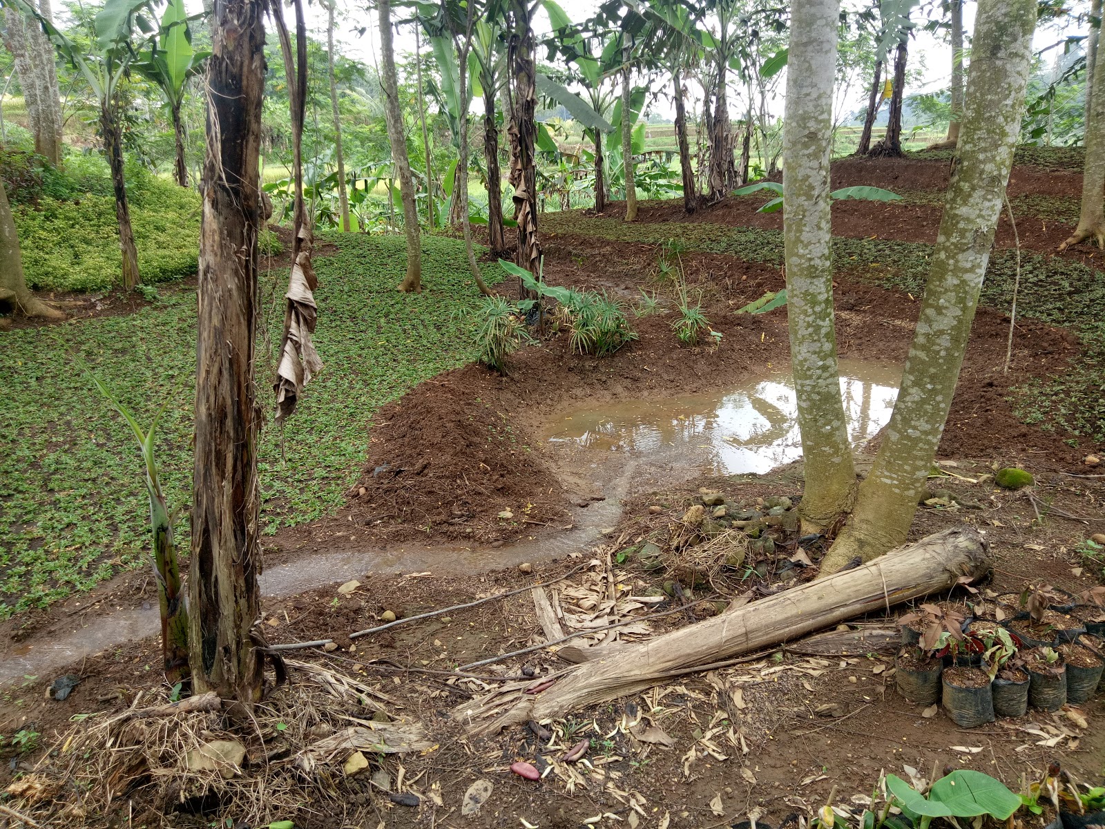 RUMPUT LAMURAN dan rumput gajah mini ~ SINOX NURSERY