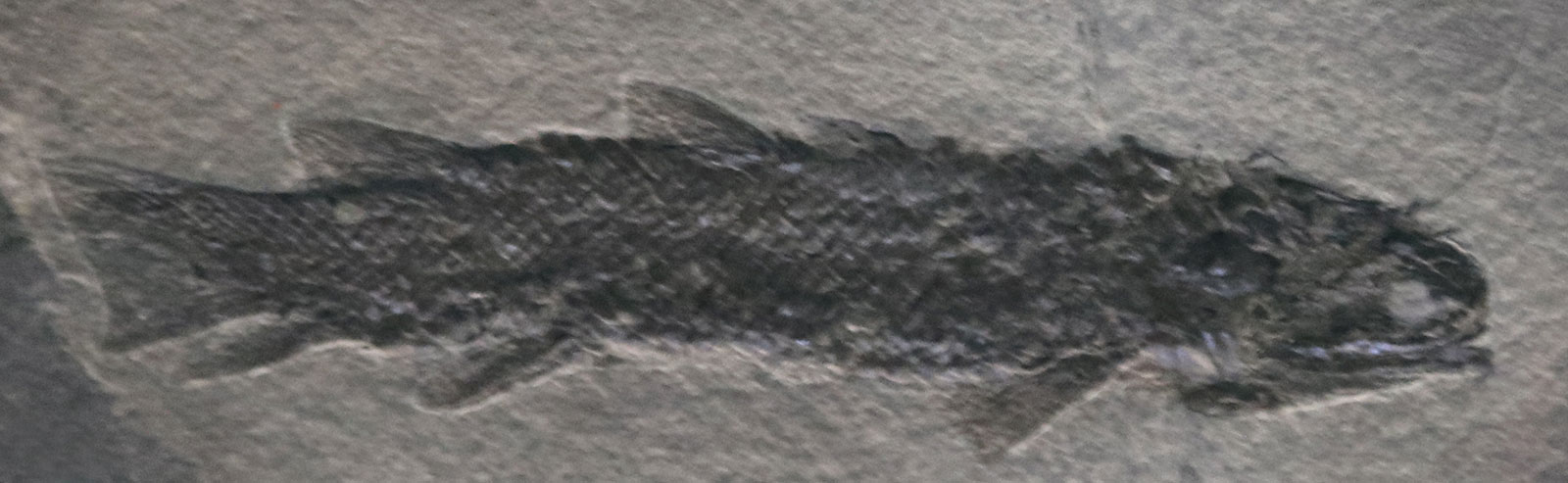 Louisville Fossils and Beyond: 2019