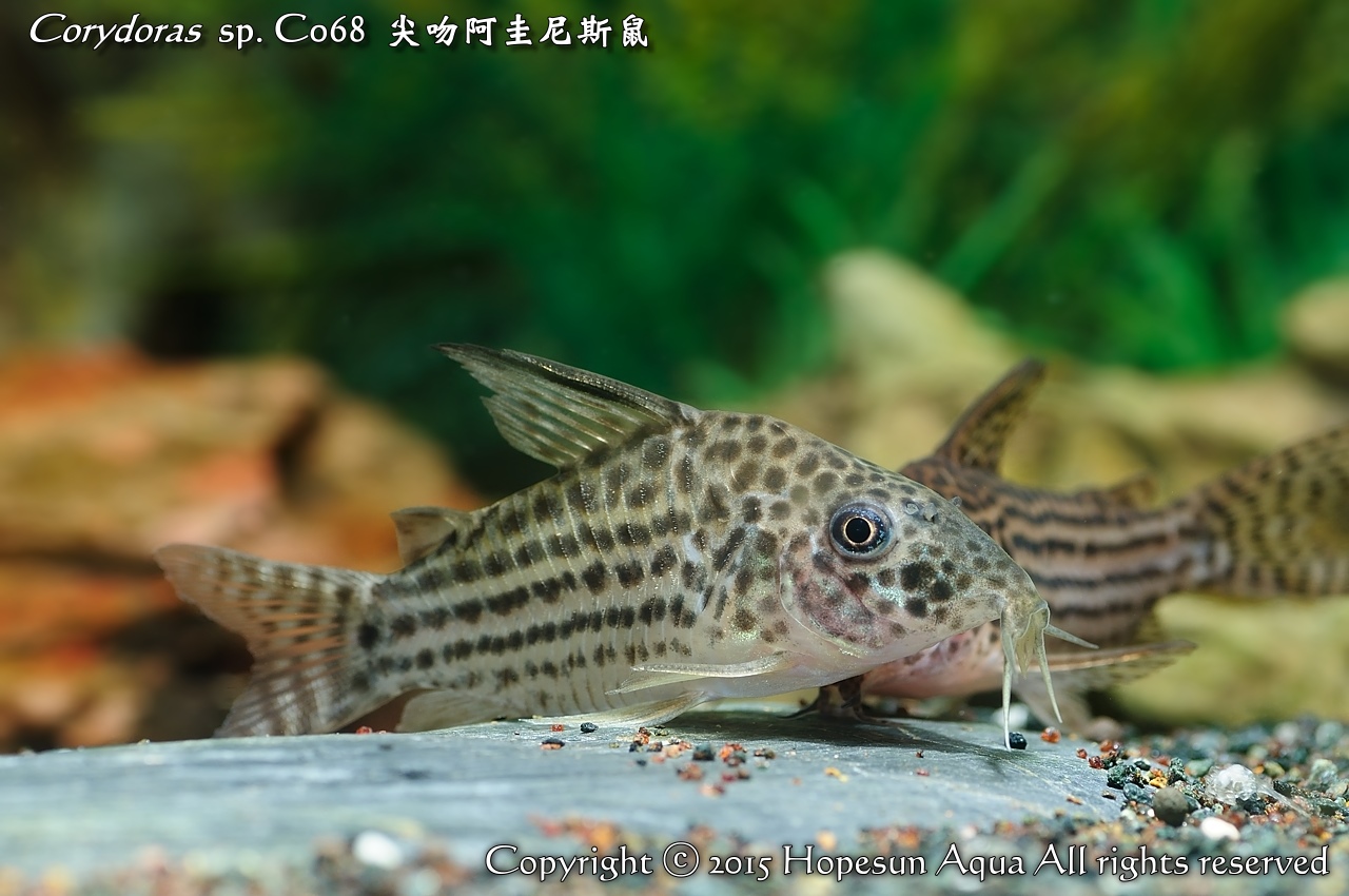 鴻順魚坊: Corydoras sp. C068 尖吻阿圭尼斯鼠