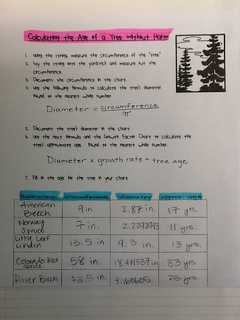 Little Piece of Tape: Determining the Age of a Tree Using Circumference