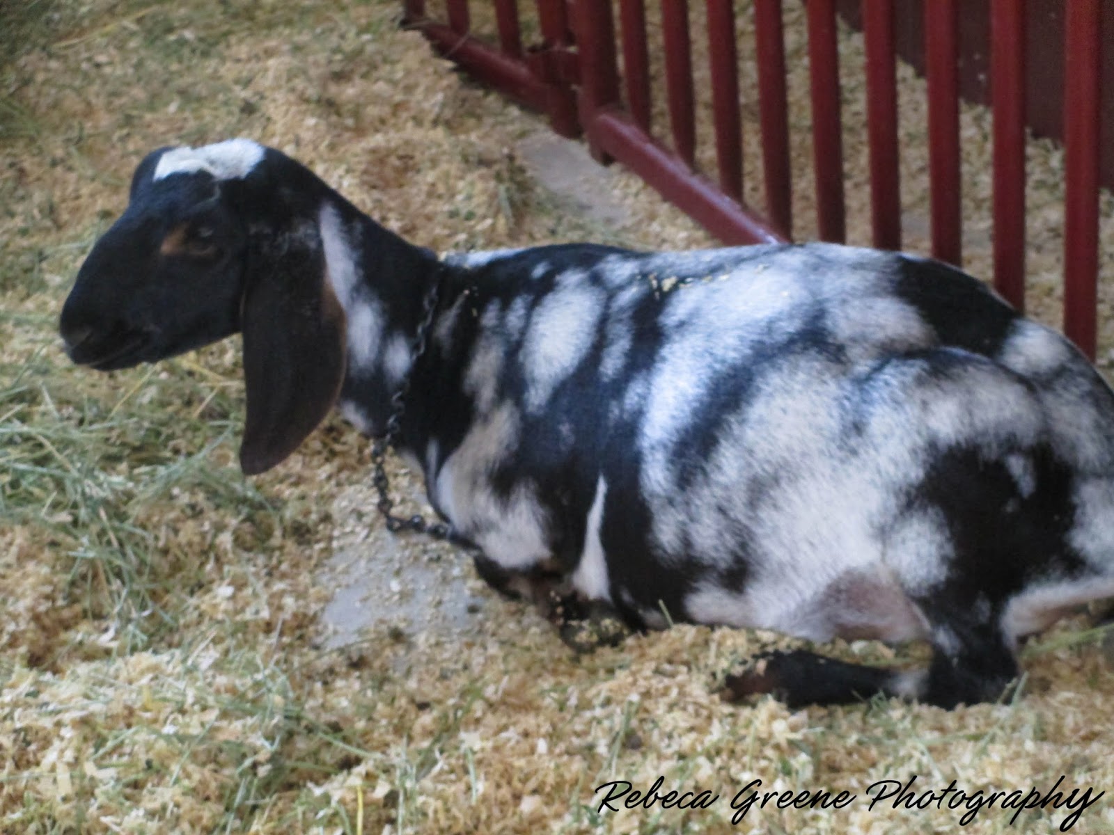 Who's Z? Creations///Rebeca Greene Photography: County Fair