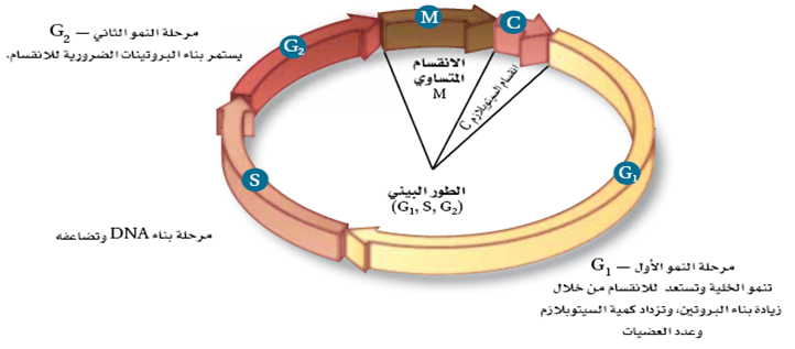 Biology الفصل الثالث التكاثر الخلوي