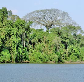 La maravilla del TIPNIS Territorio indígena y parque nacional Isiboro ...