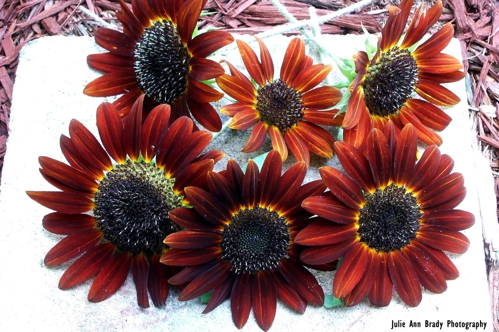 Julie Ann Brady : Blog On: Chianti Hybrid Sunflowers