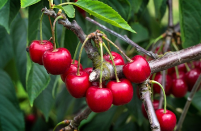 Ternyata Ini 5 Manfaat Buah Kersen untuk Kesehatan - Resep Cantik Alami