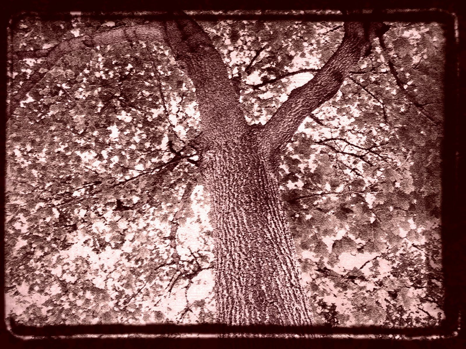 Pilot Rock HS Photography: Old School Tree by Joe