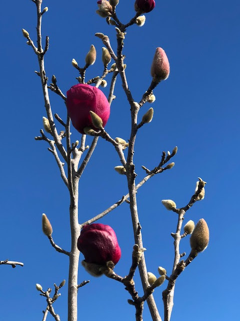 *Terra Garden*: My black tulip magnolia and poem by Swinburne