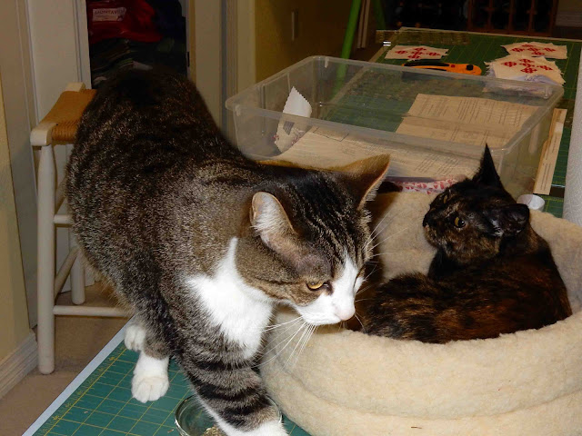 Cat Patches: The Cats are Cornered