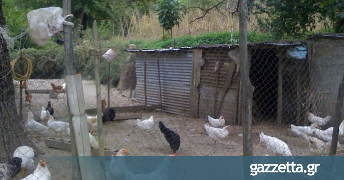 [ΚΟΤΑ ΓΕΝΝΑΕΙ ΤΟΝ ΠΑΡΑ...] - ThrakiToday.com - Ηλεκτρονική Εφημερίδα ...