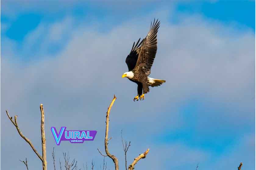 Pengertian, Ciri Ciri Dan Contoh Hewan Karnivora - Vuiral