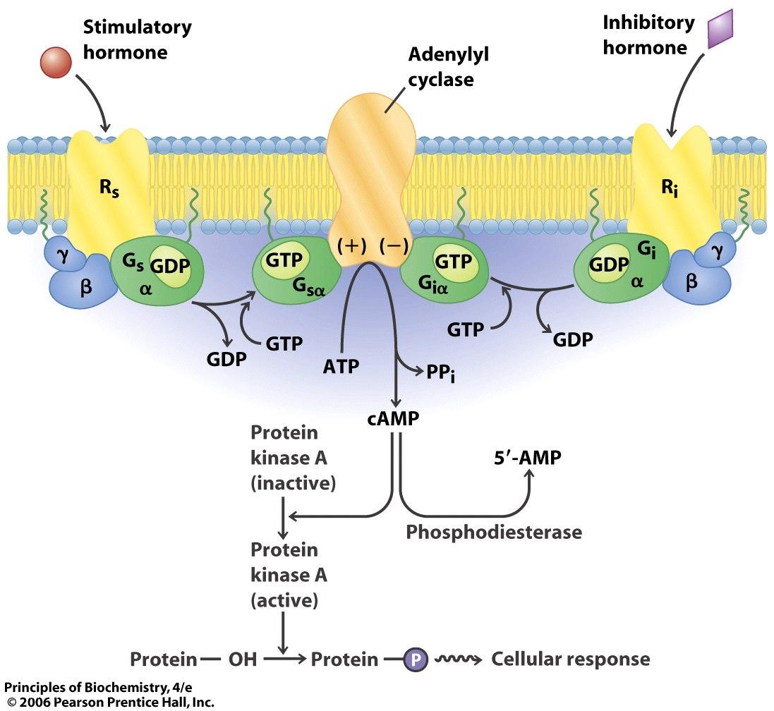 MICROBIAL METABOLISM CONTD..