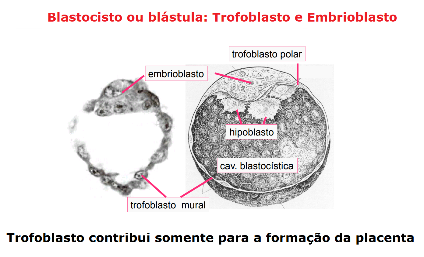 BIOLOGIA PARA A VIDA : EMBRIOLOGIA ANIMAL