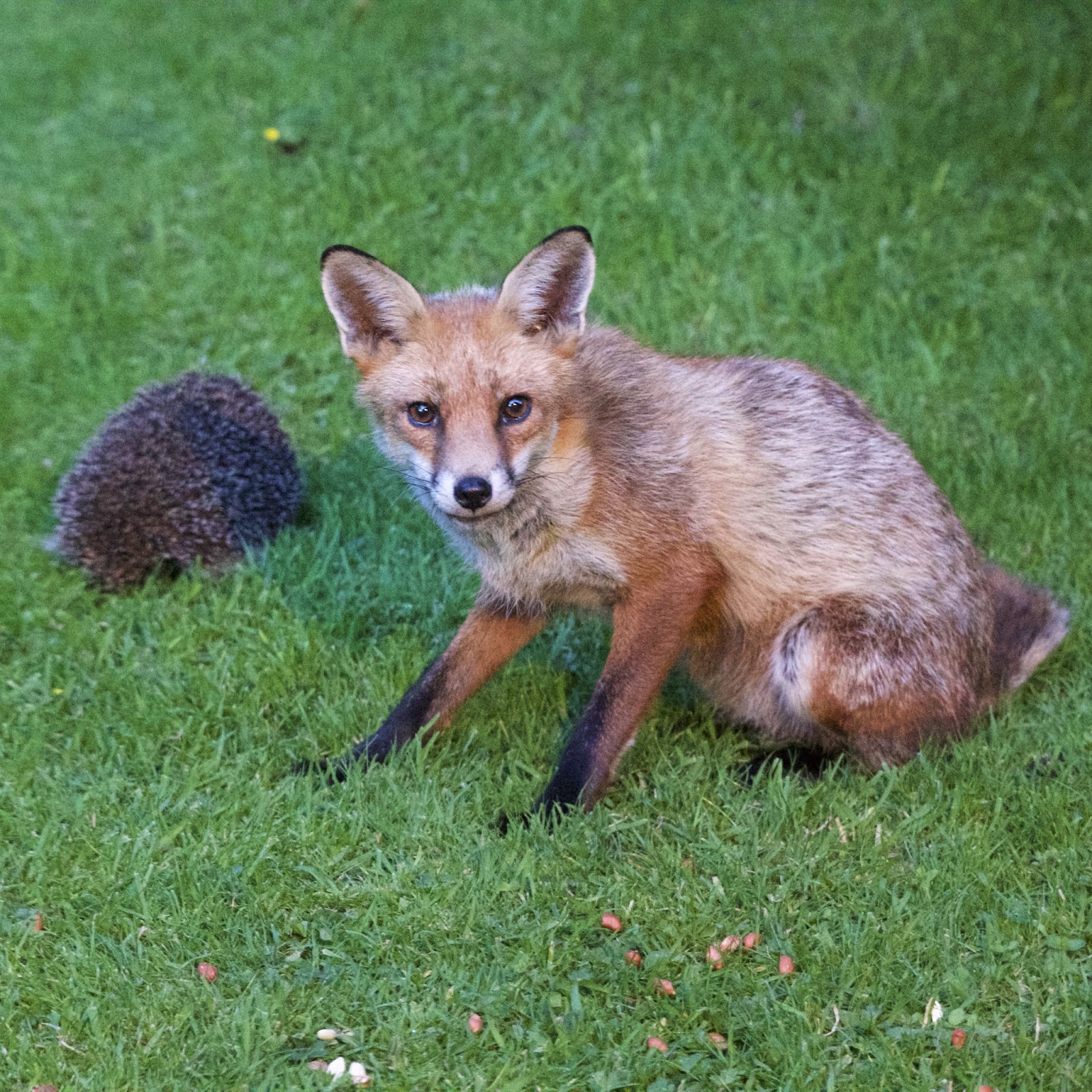 TrogTrogBlog: Foxes in the garden