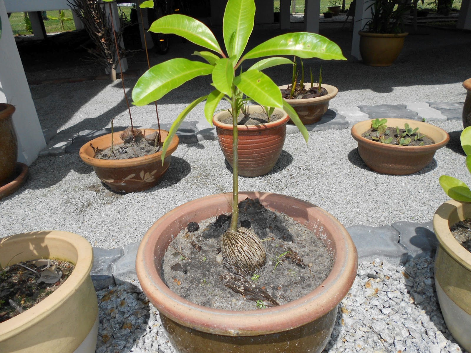 old farts gap year: Plants and Weather