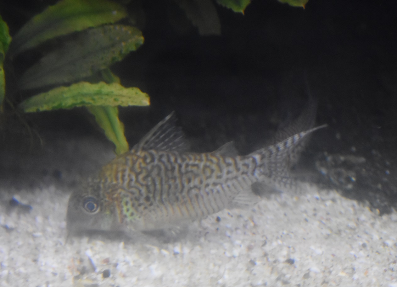 ZOOTOGRAFIANDO (5.836 ANIMALS): FALSA CORIDORA BARREADA / FALSE NETWORK ...