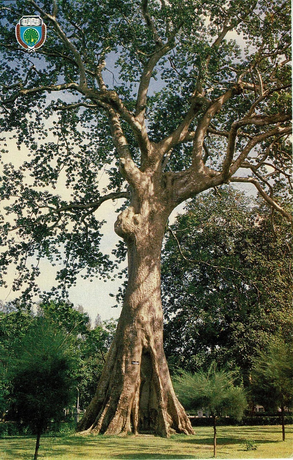 Ko Toe Philately: Postcard Story : University of Yangon